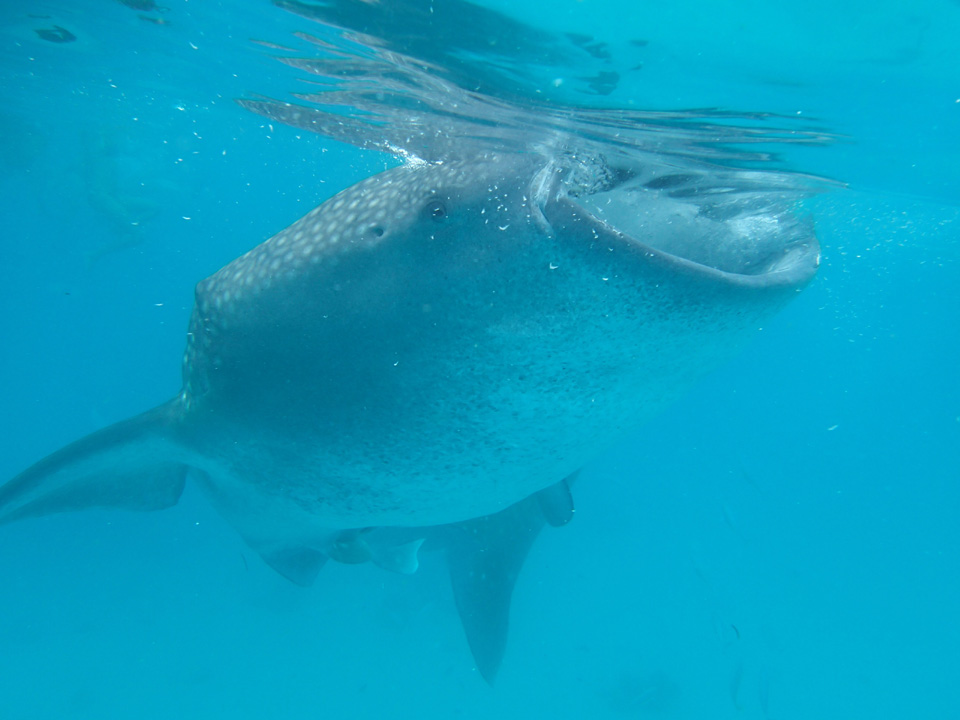 보홀데이투어 대신 다녀온 세부 오슬롭 고래상어투어 세부시티투어세부골프여행세부고래상어투어세부마지막날세부골프투어세부자유여행오슬롭고래상어투어세부해양스포츠