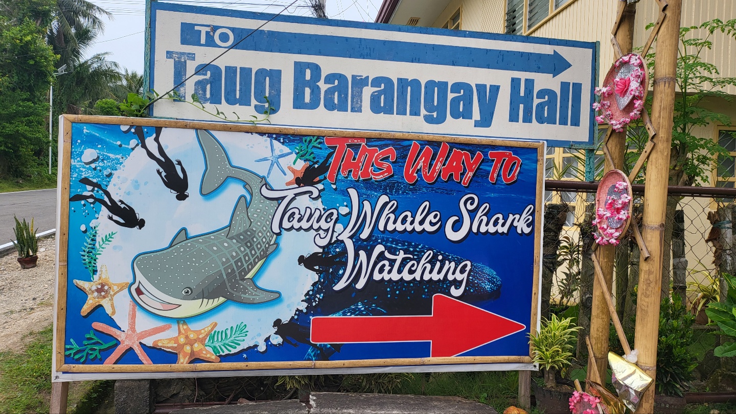 보홀고래상어투어 릴라에서 즐기는 또다른 보홀고래상어 보홀데이투어보홀투어보홀호핑투어보홀육상투어세부보홀투어세부에서보홀세부보홀오션젯세부오션젯오션젯 세부데이트립