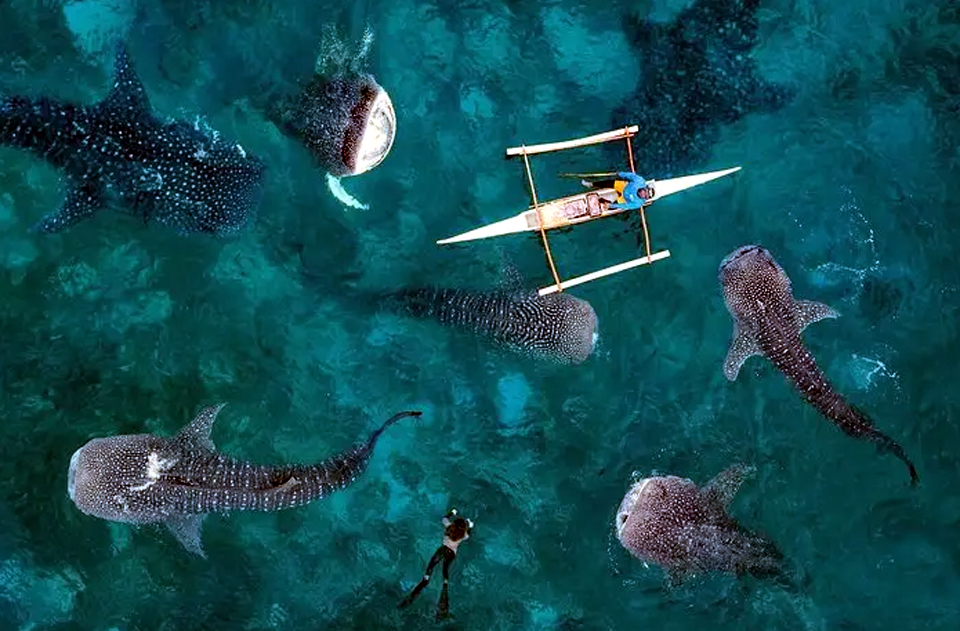 보홀고래상어투어 릴라에서 즐기는 또다른 보홀고래상어 보홀데이투어보홀투어보홀호핑투어보홀육상투어세부보홀투어세부에서보홀세부보홀오션젯세부오션젯오션젯 세부데이트립